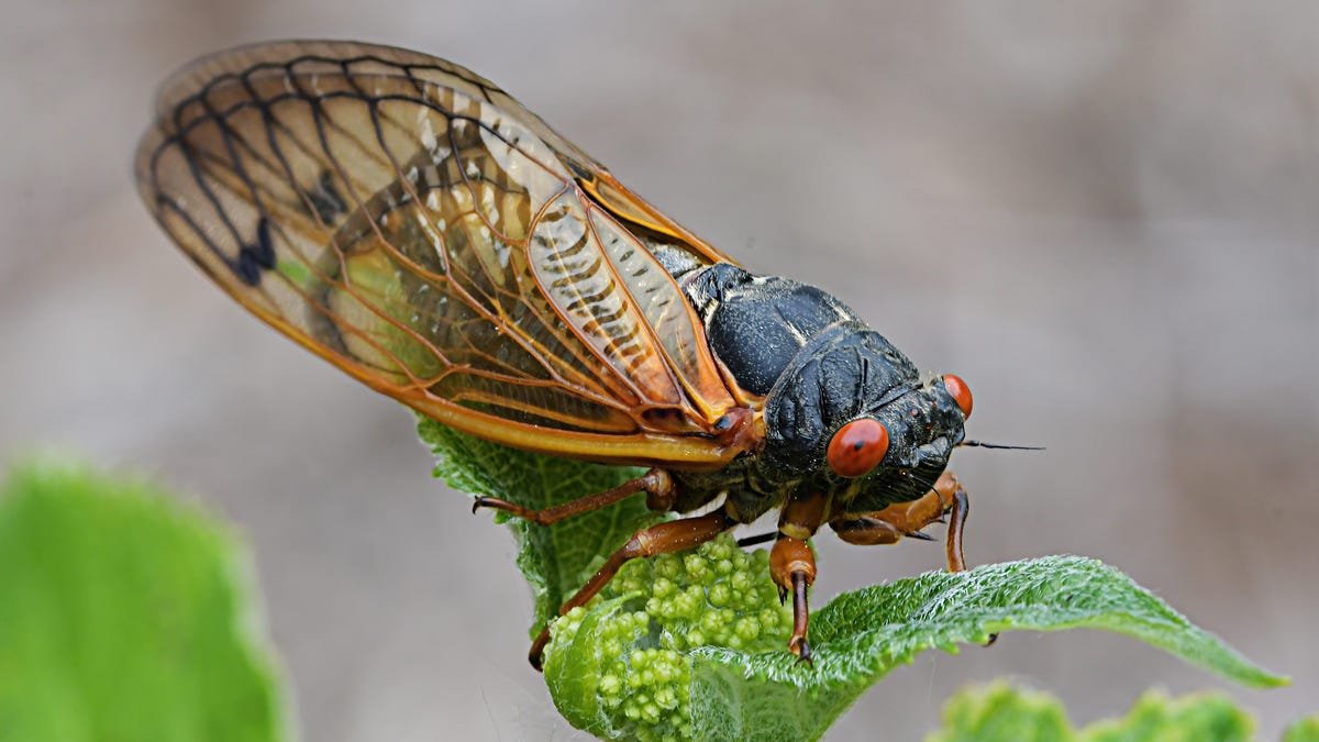 Cicadas are coming, and so is the cicada salad recipe. - The Holistic ...